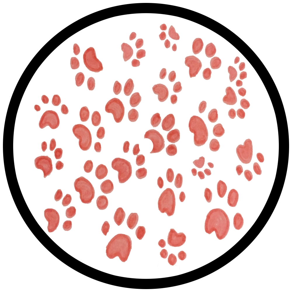 The Groovy Cat (CDS) 2017 House - Pawsa - Download House Music ...